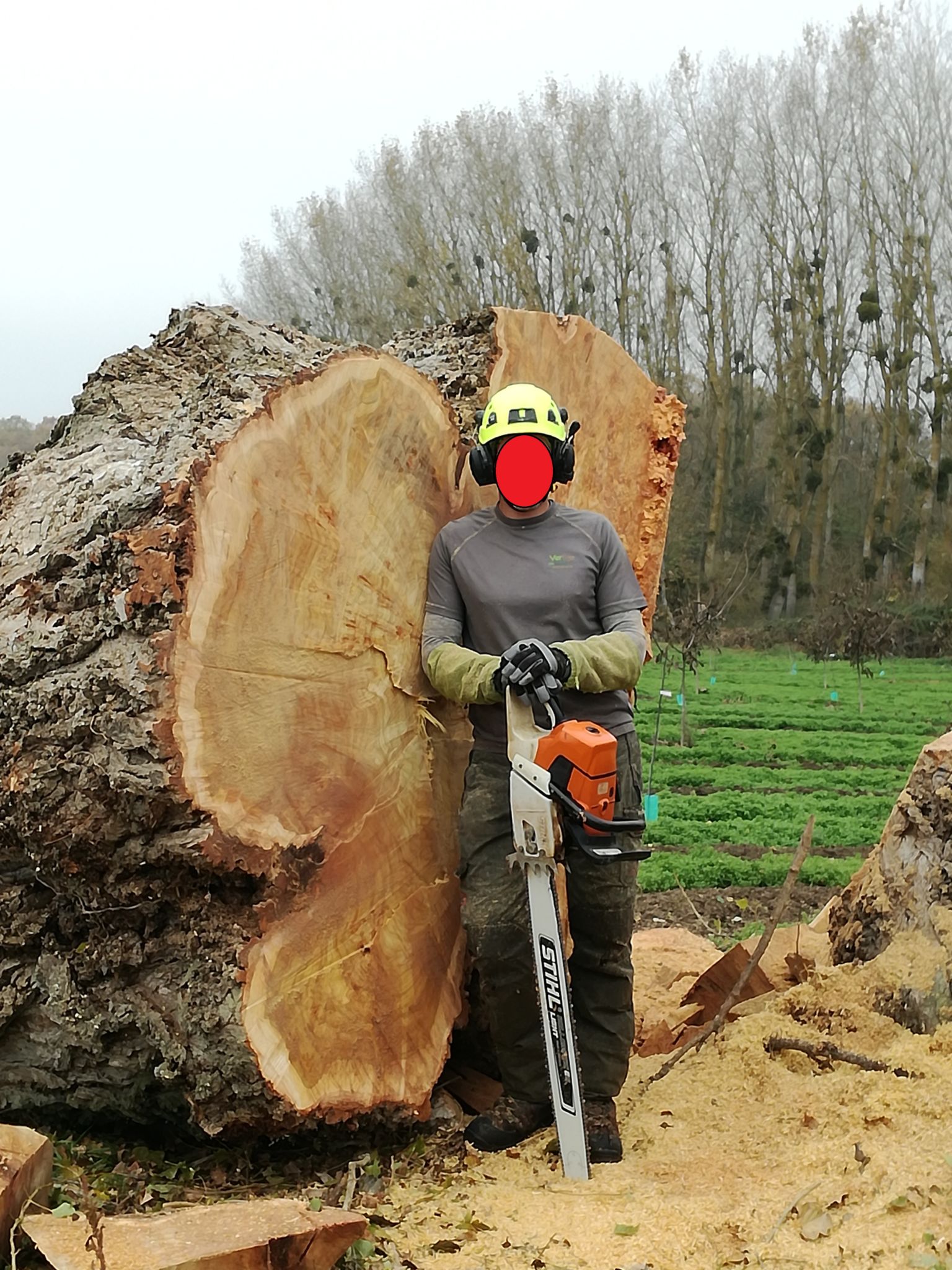 Abattage d'arbre isolé • Les Forestières de Sologne